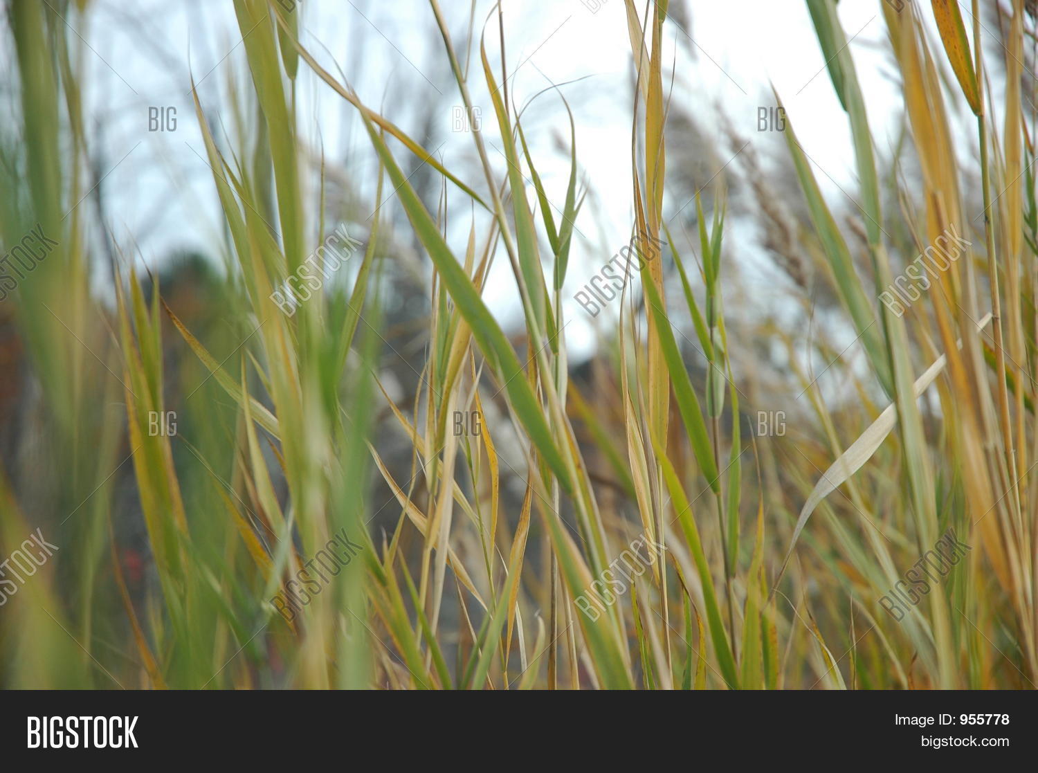Wetlands Marsh Grass Image & Photo (Free Trial) | Bigstock