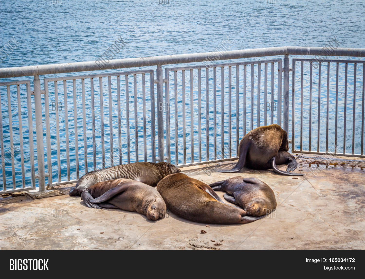 Seals Sleeping Sun Image & Photo (Free Trial) | Bigstock