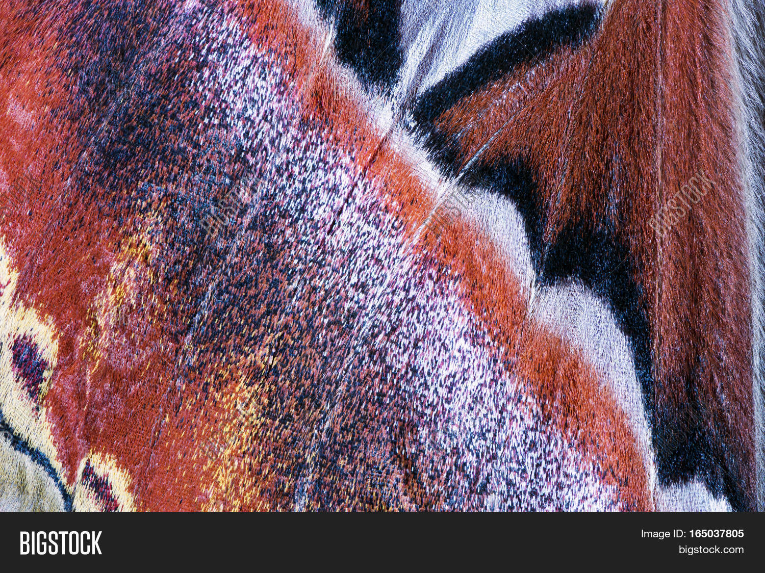 Close- Moth Wing ( Image & Photo (Free Trial) | Bigstock