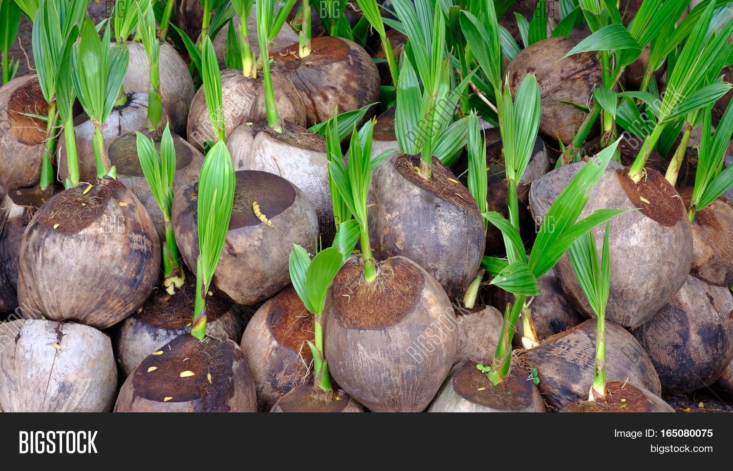 Sprout Coconut Tree Image & Photo (Free Trial) | Bigstock
