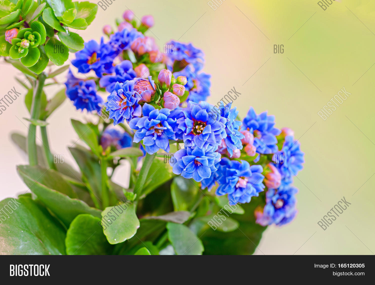 Blue Calandiva Flowers Image & Photo (Free Trial) | Bigstock