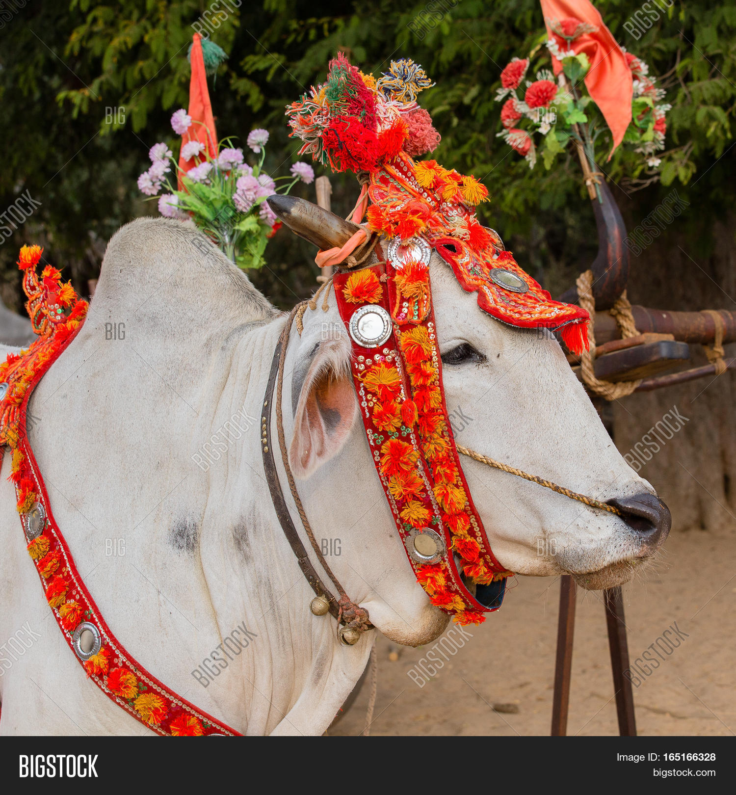 Decorated Buffalo Who Image & Photo (Free Trial) | Bigstock
