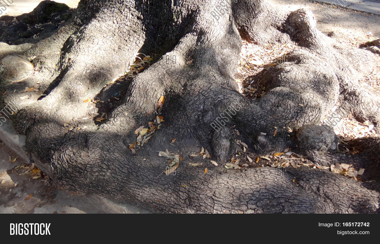 Knotted Base Oak Tree Image & Photo (Free Trial) | Bigstock