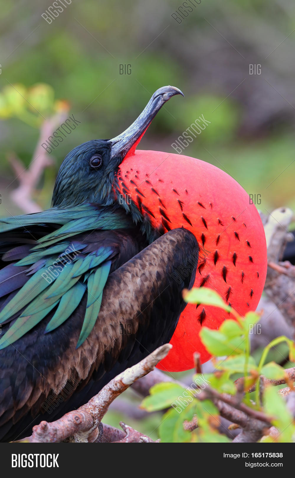 Male Great Frigatebird Image & Photo (Free Trial) | Bigstock