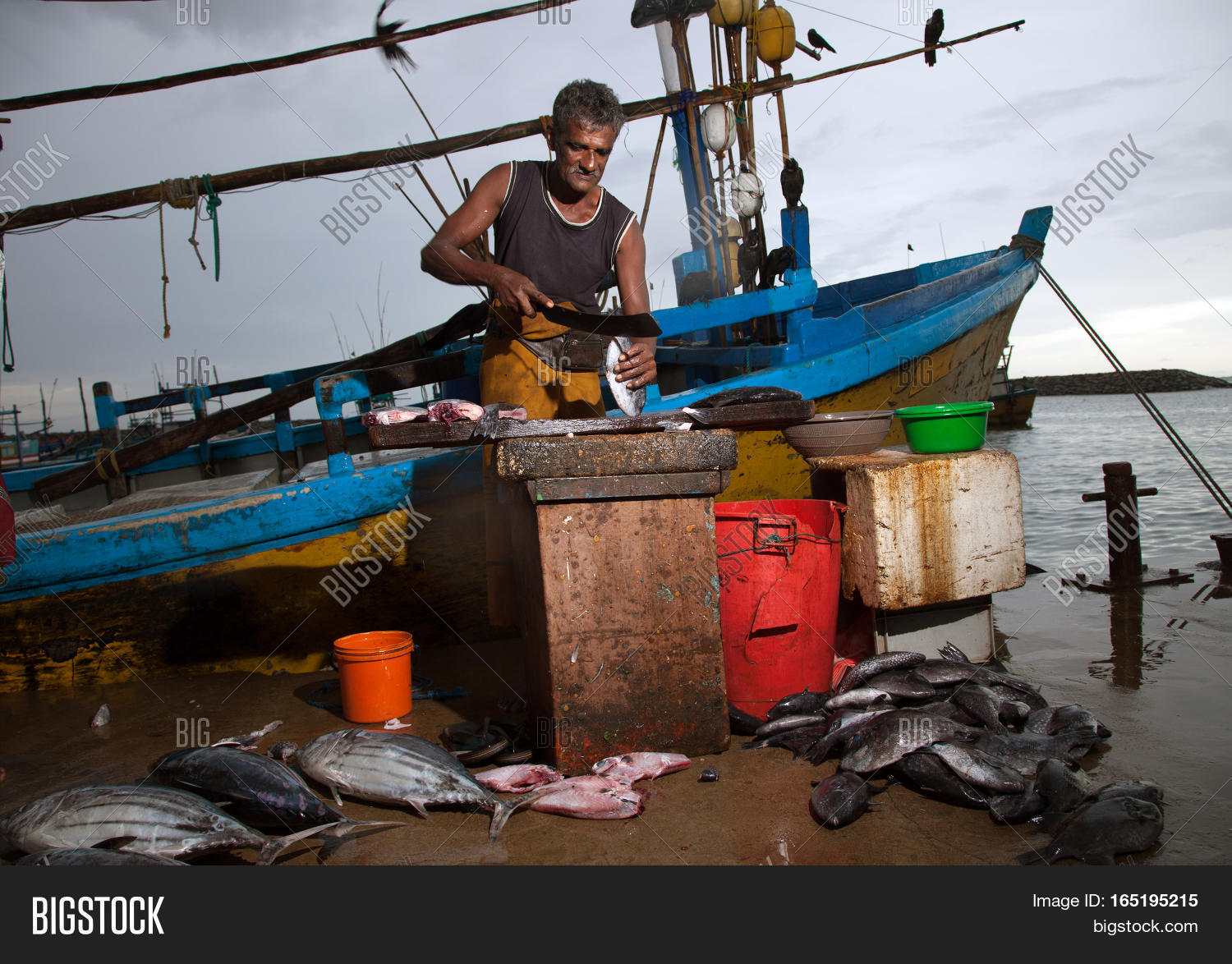 Man Fish Market Sri Image & Photo (Free Trial) | Bigstock