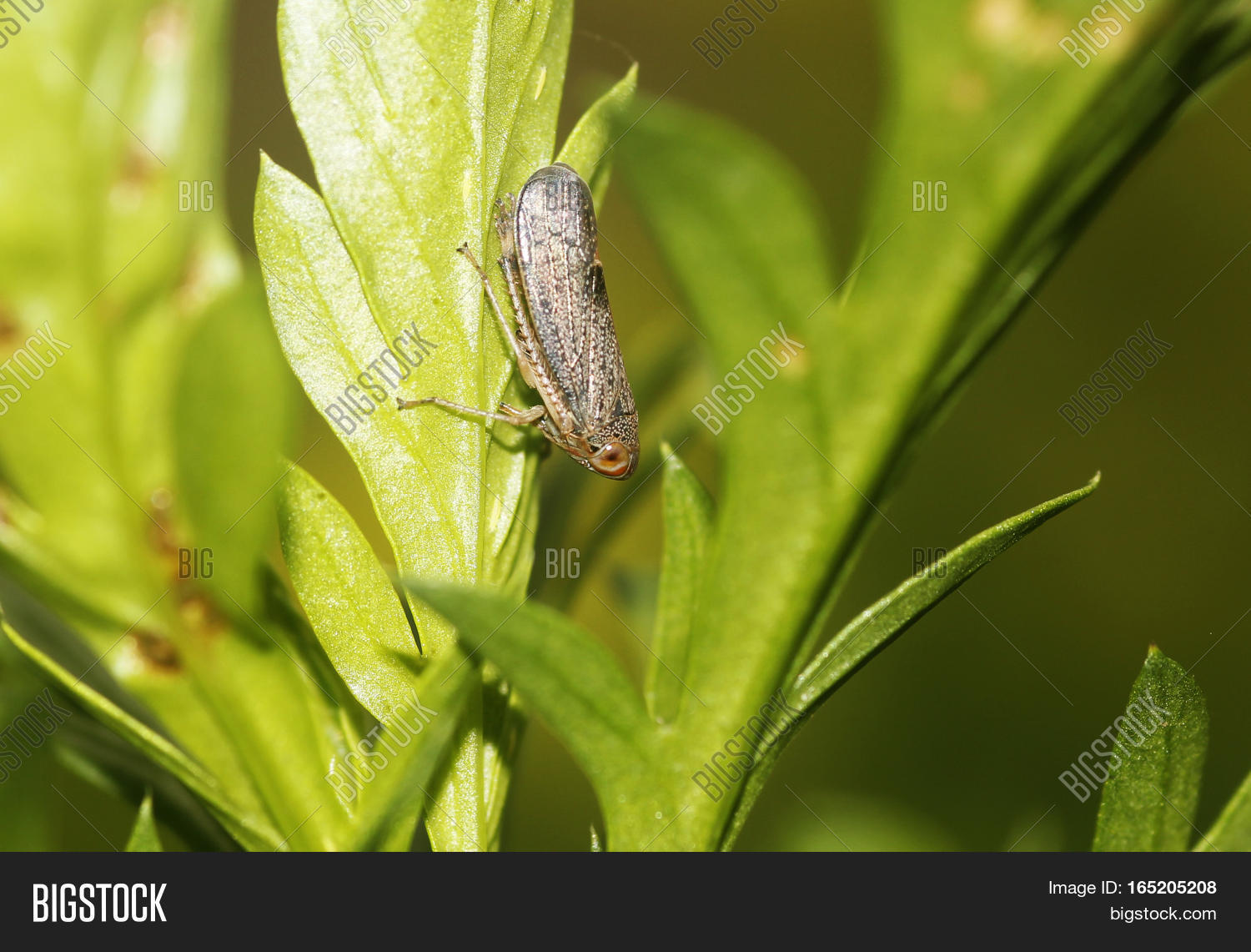 Very Tiny Winged Image & Photo (Free Trial) | Bigstock