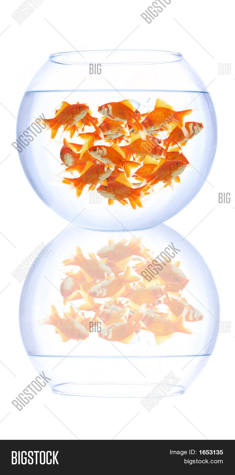 Empty Fish Bowl Image & Photo (Free Trial) | Bigstock