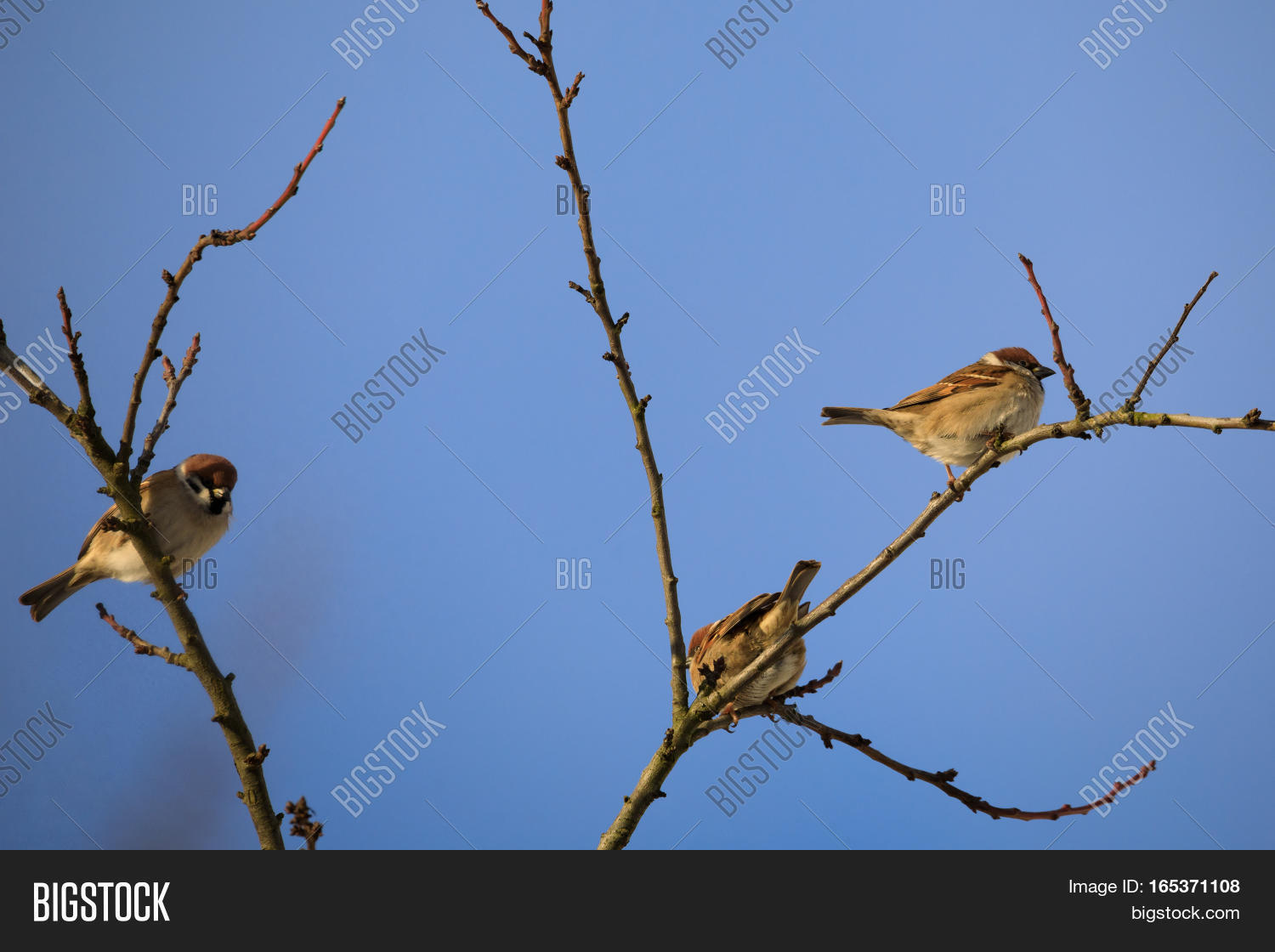 Beautiful Small Bird Image & Photo (Free Trial) | Bigstock