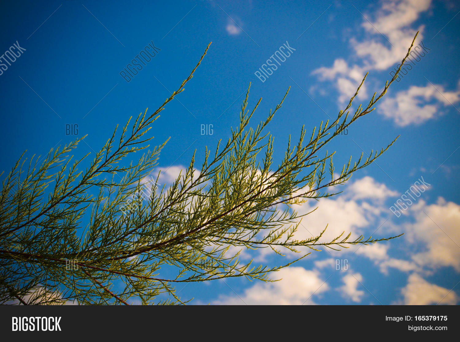 Tamarix Meyeri Boiss Image & Photo (Free Trial) | Bigstock