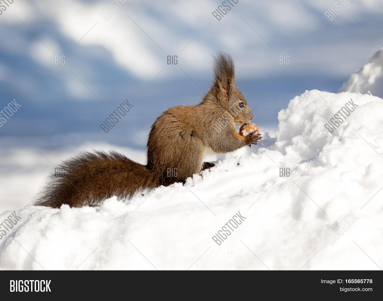 Squirrel Snow. Image & Photo (Free Trial) | Bigstock