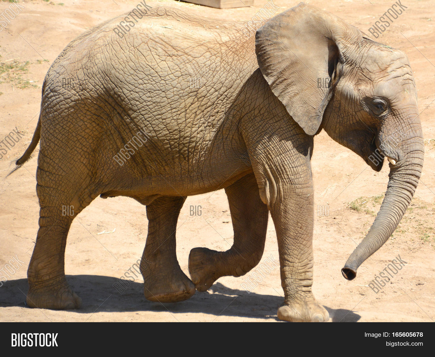 Elephants Large Image & Photo (Free Trial) | Bigstock