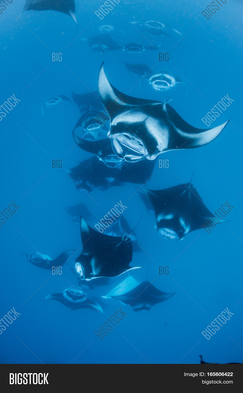 School Manta Ray Image & Photo (Free Trial) | Bigstock