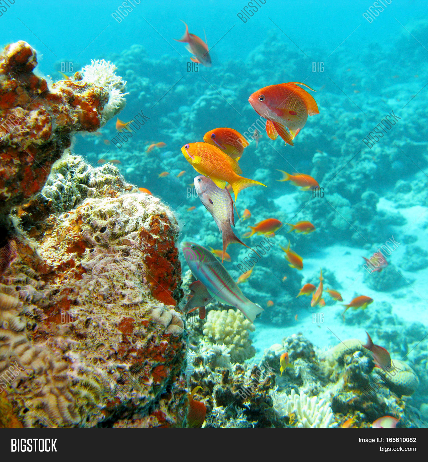 Coral Reef Shoal Image & Photo (Free Trial) | Bigstock