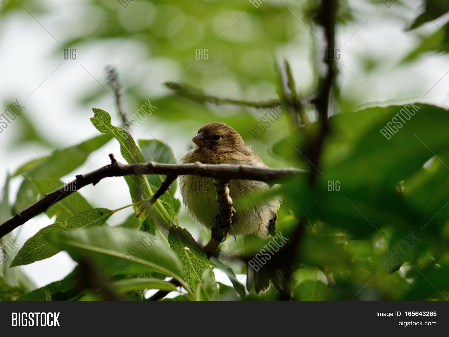 Young Serinus Bird, Image & Photo (Free Trial) | Bigstock