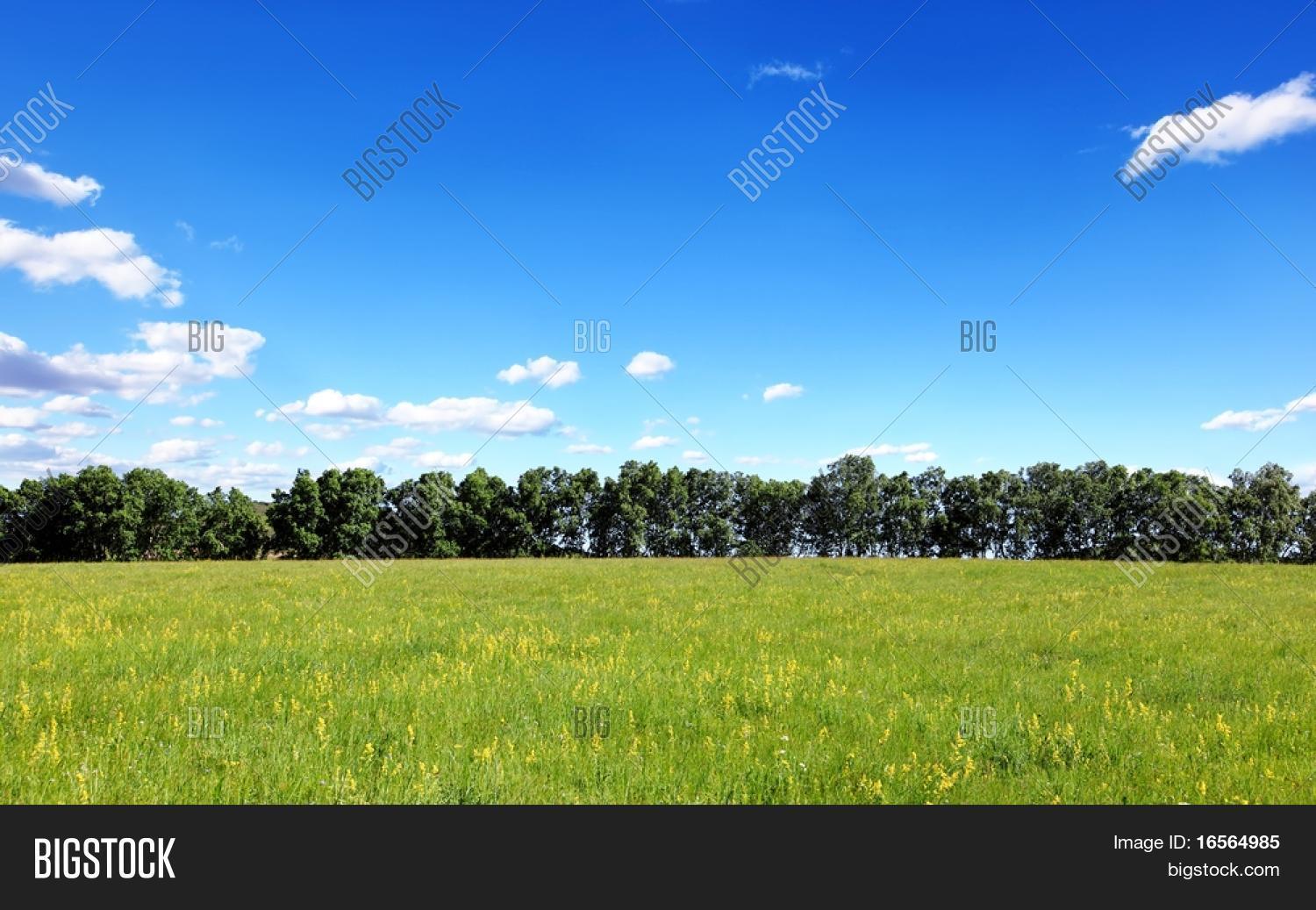 Green Field Trees Image & Photo (Free Trial) | Bigstock