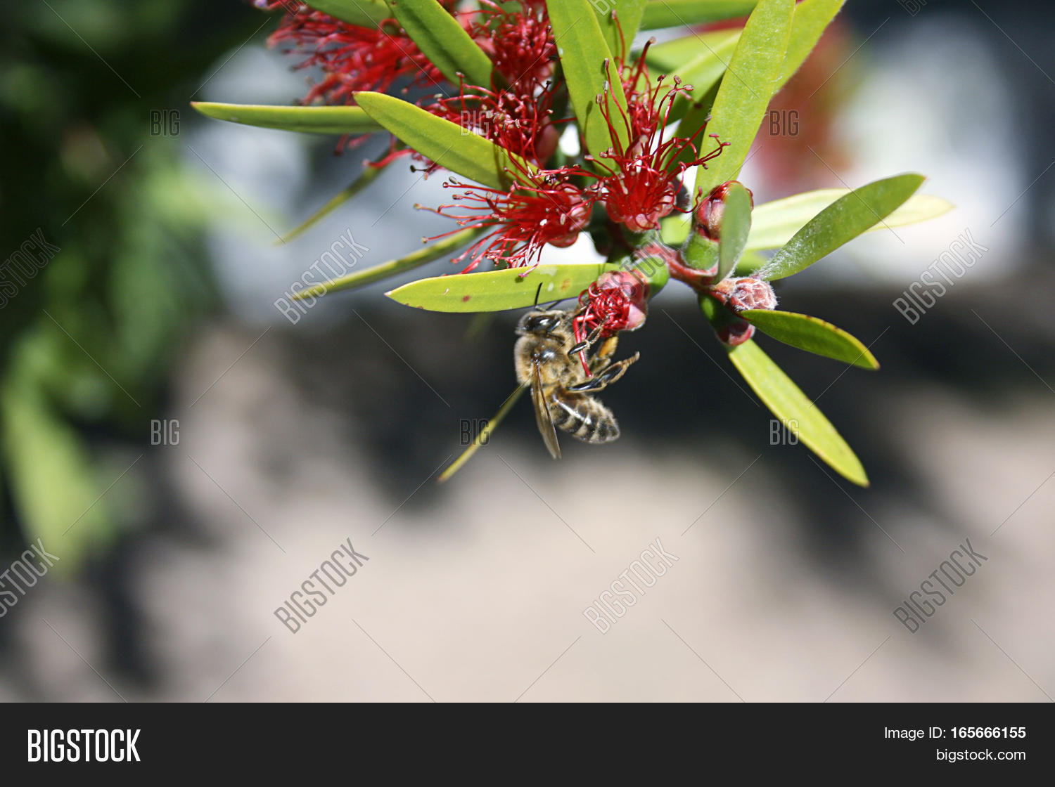 Proboscis Bee Collects Image & Photo (Free Trial) | Bigstock