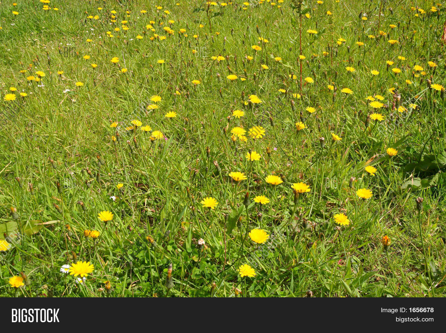 Overgrown Lawn Covered Image & Photo (Free Trial) | Bigstock