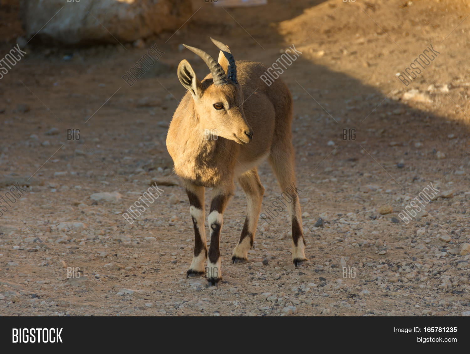 Nubian Ibex Goat Ramon Image & Photo (Free Trial) | Bigstock