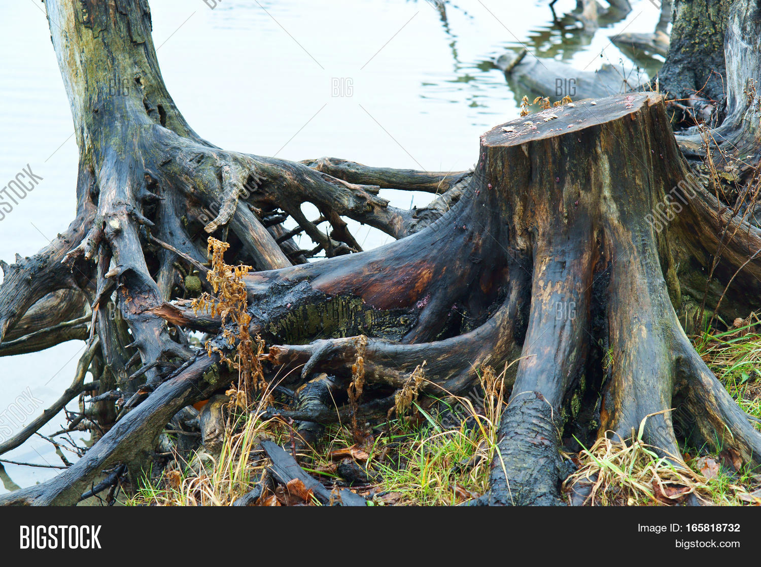 Snag Water Roots Old Image & Photo (Free Trial) | Bigstock