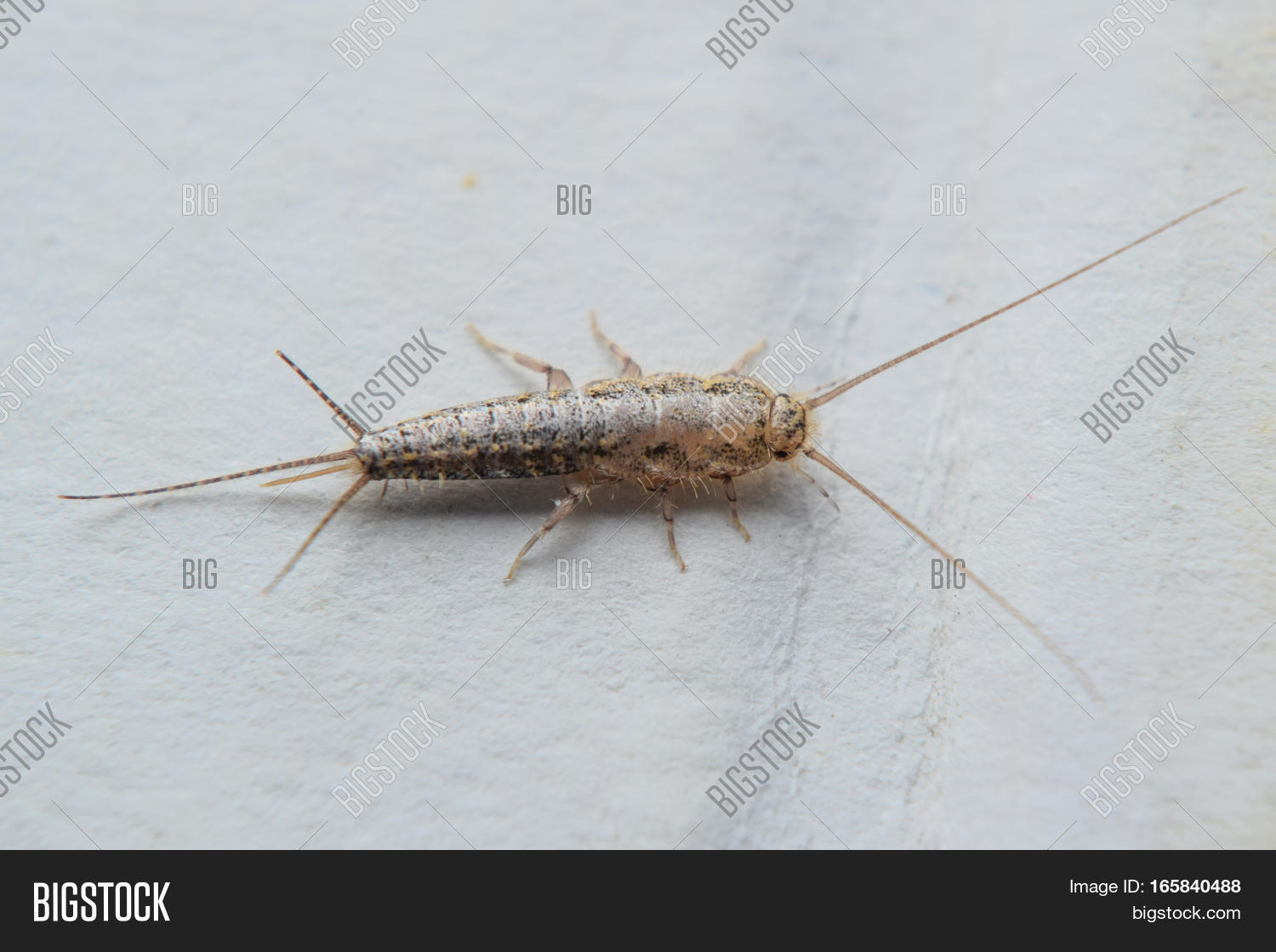 Insect Feeding On Image & Photo (Free Trial) | Bigstock