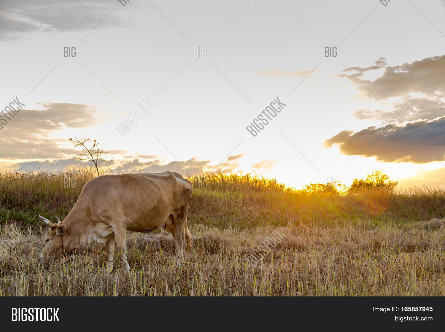 Buffalow Cow Image & Photo (Free Trial) | Bigstock