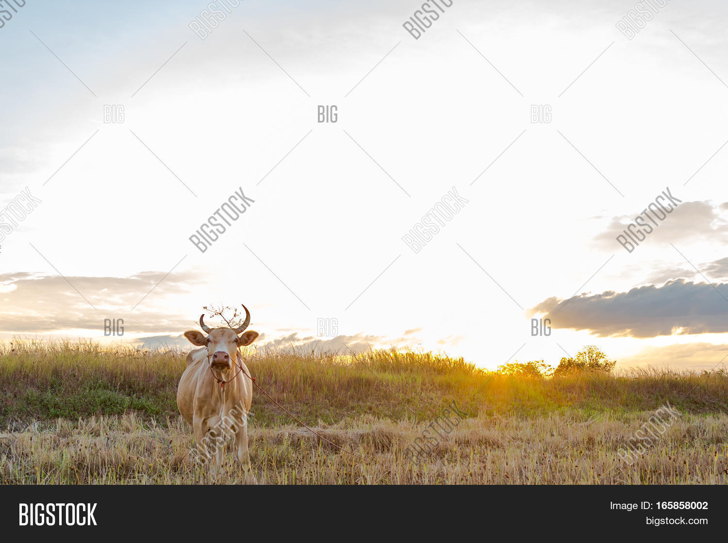 Buffalow Cow Image & Photo (Free Trial) | Bigstock