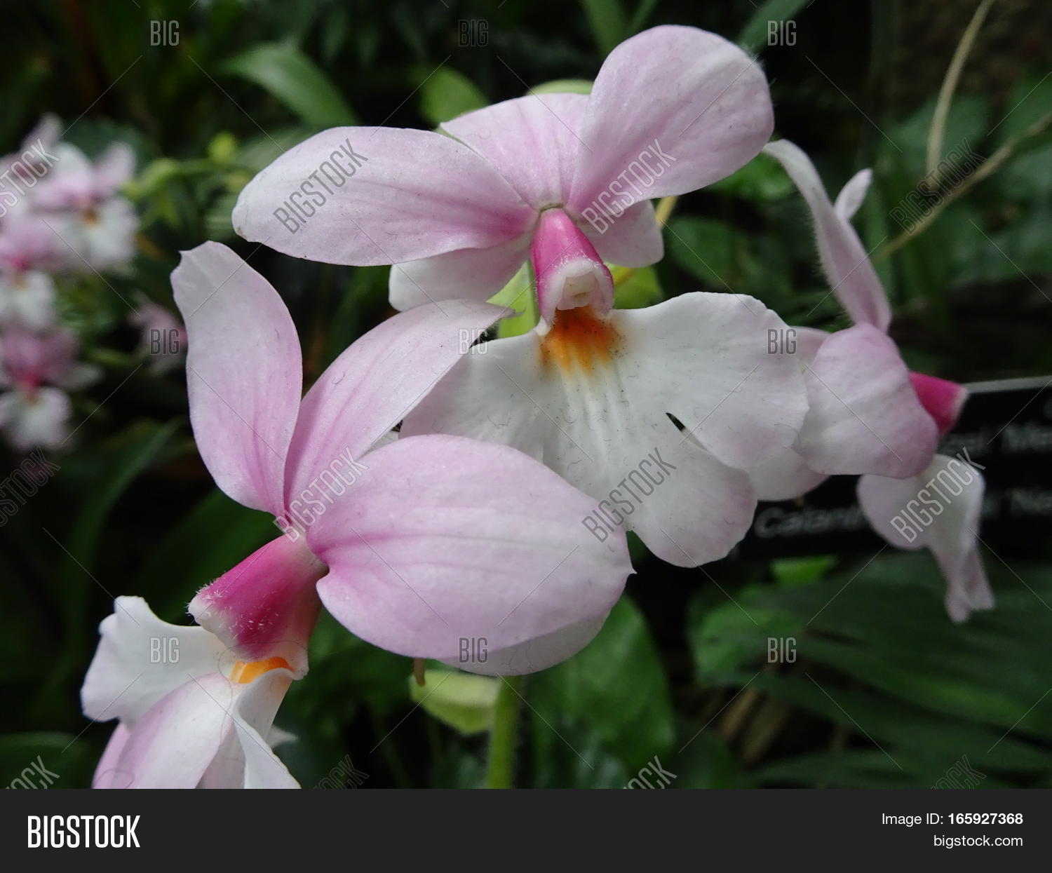 Light Pink Orchids Image & Photo (Free Trial) | Bigstock
