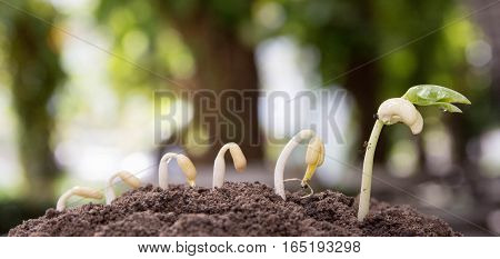 Seed Tree, Seeding, Image & Photo (Free Trial) | Bigstock