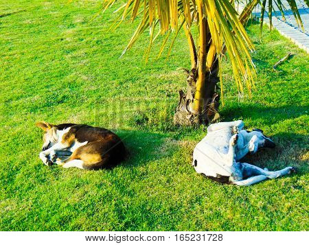 Dog Under Tree Images, Stock Photos & Illustrations | Bigstock