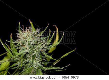 Big Main Top Bud Image & Photo (Free Trial) | Bigstock