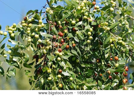 Chinese Dates Tree Image & Photo (Free Trial) | Bigstock