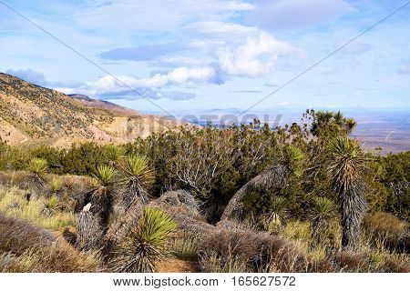 High Desert Chaparral Image & Photo (Free Trial) | Bigstock