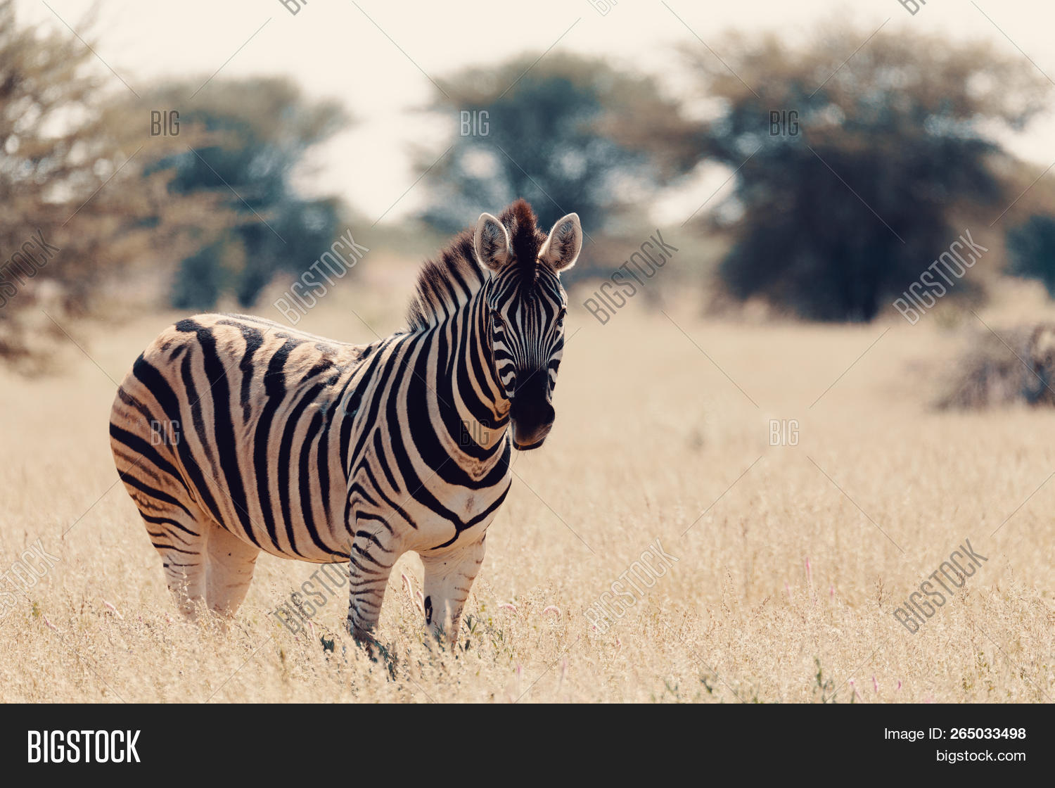 Beautiful Stripped Image & Photo (Free Trial) | Bigstock