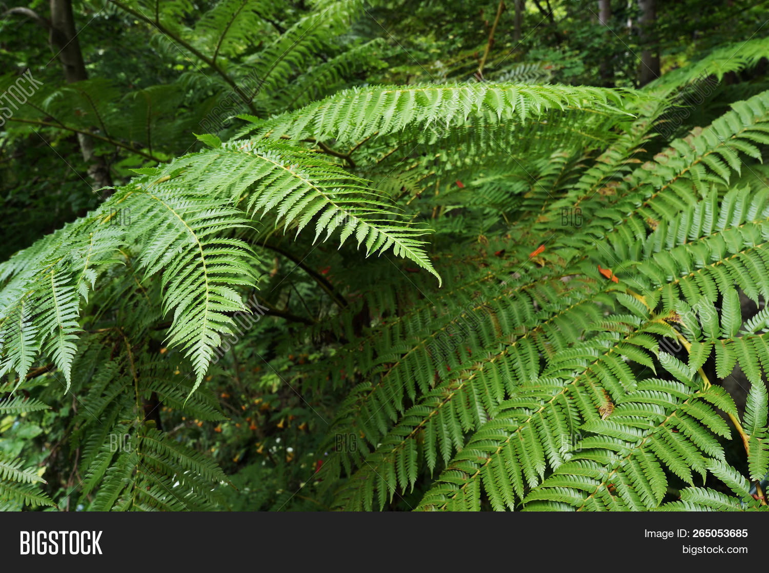 Green Foliage Fern Image & Photo (Free Trial) | Bigstock