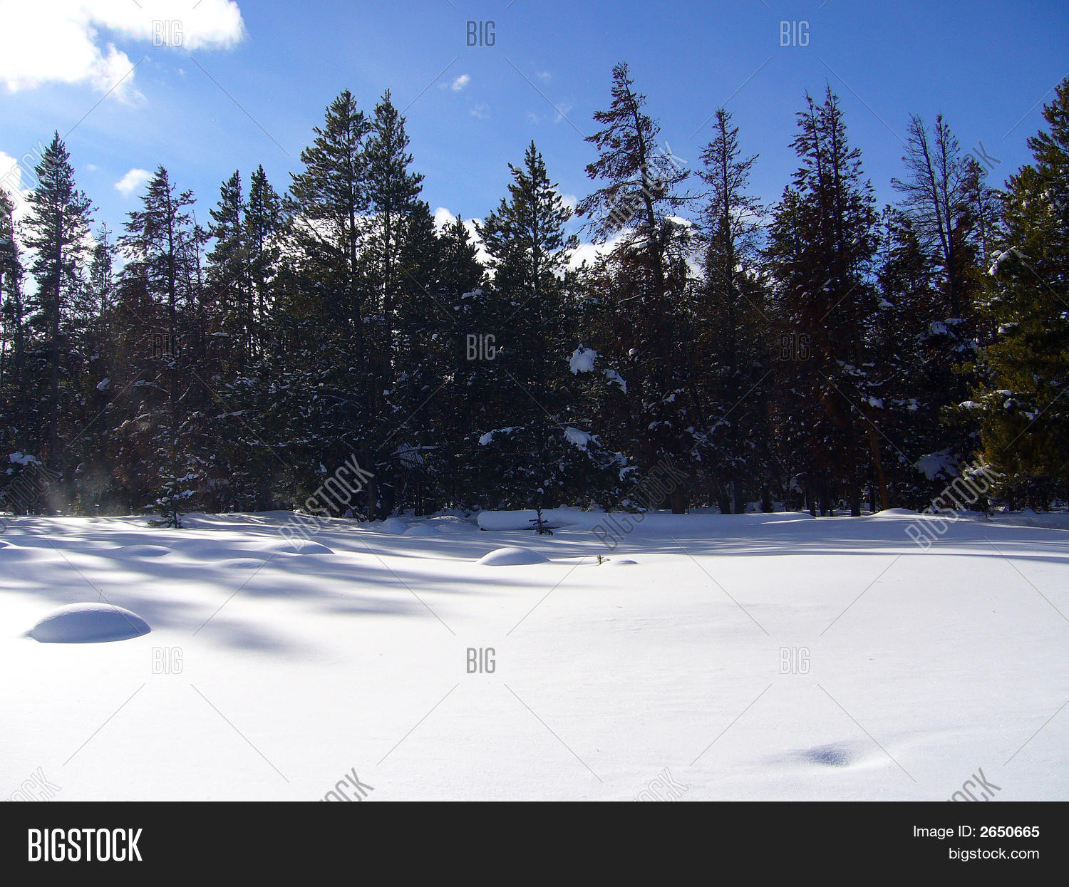 Snowy Forest Image & Photo (Free Trial) | Bigstock