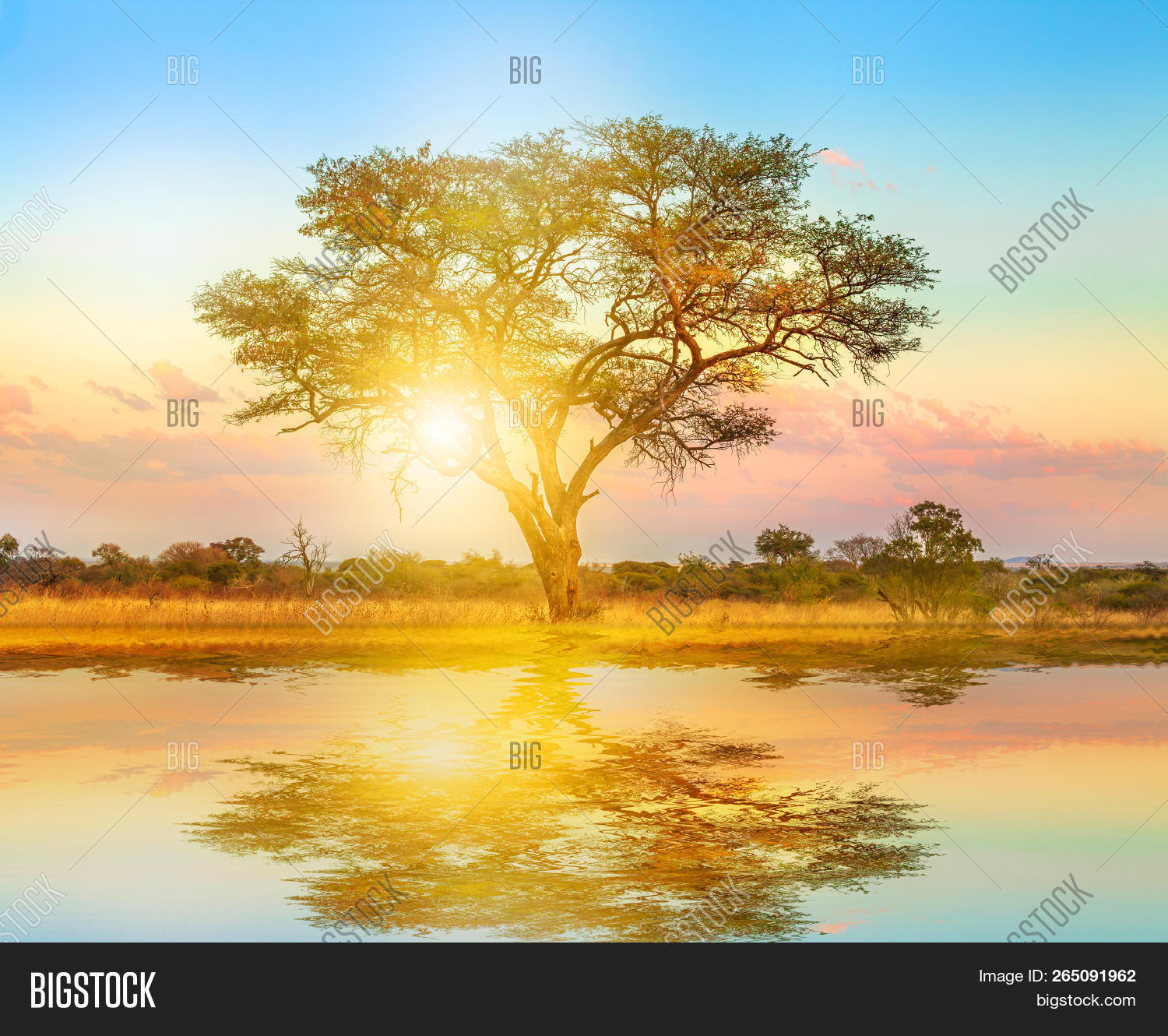 African Tree Sunrise Image & Photo (Free Trial) | Bigstock