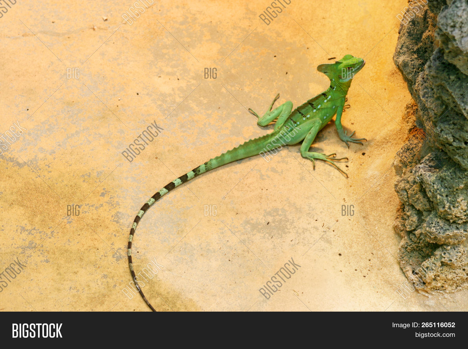 Green Basilisk Lizard Image & Photo (Free Trial) | Bigstock