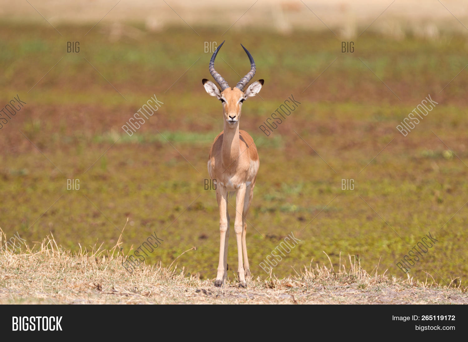 Common Impala ( Image & Photo (Free Trial) | Bigstock