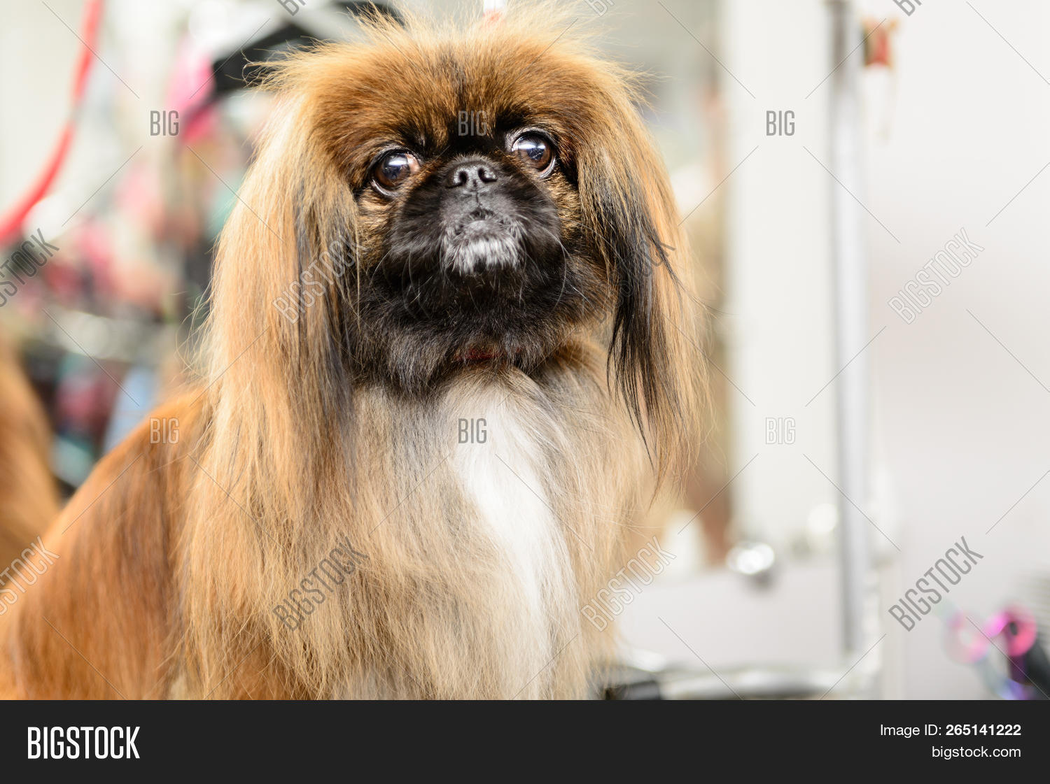 Dog Pekingese Red Image & Photo (Free Trial) | Bigstock