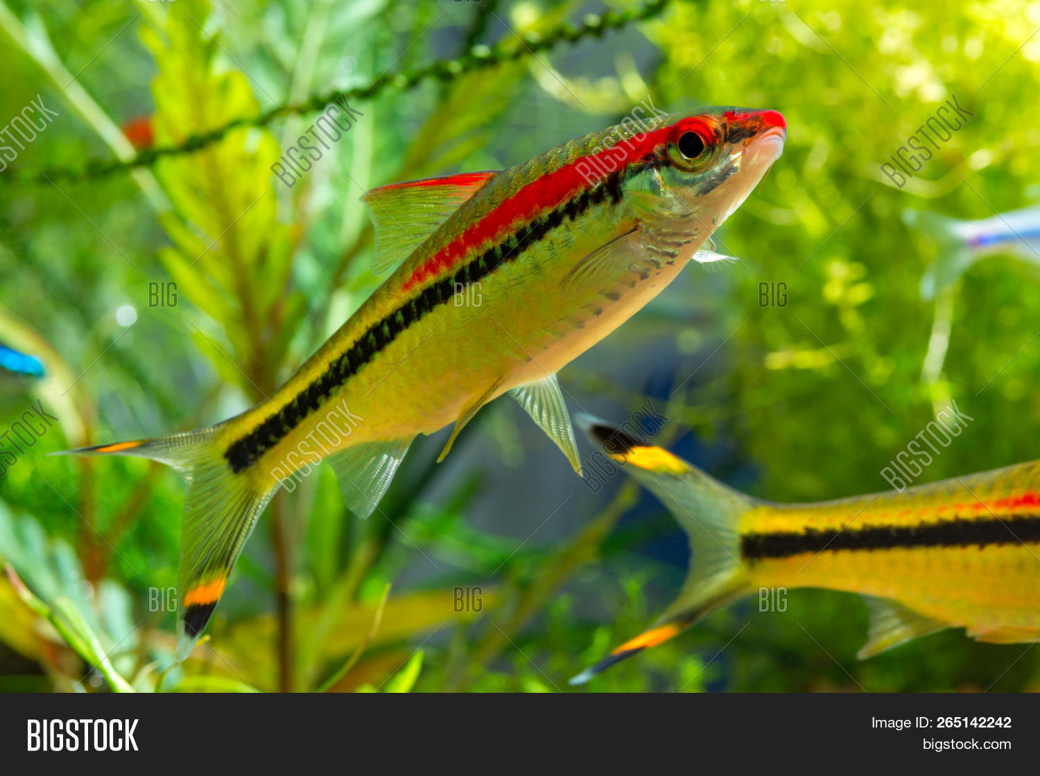 Freshwater Fish Image & Photo (Free Trial) | Bigstock