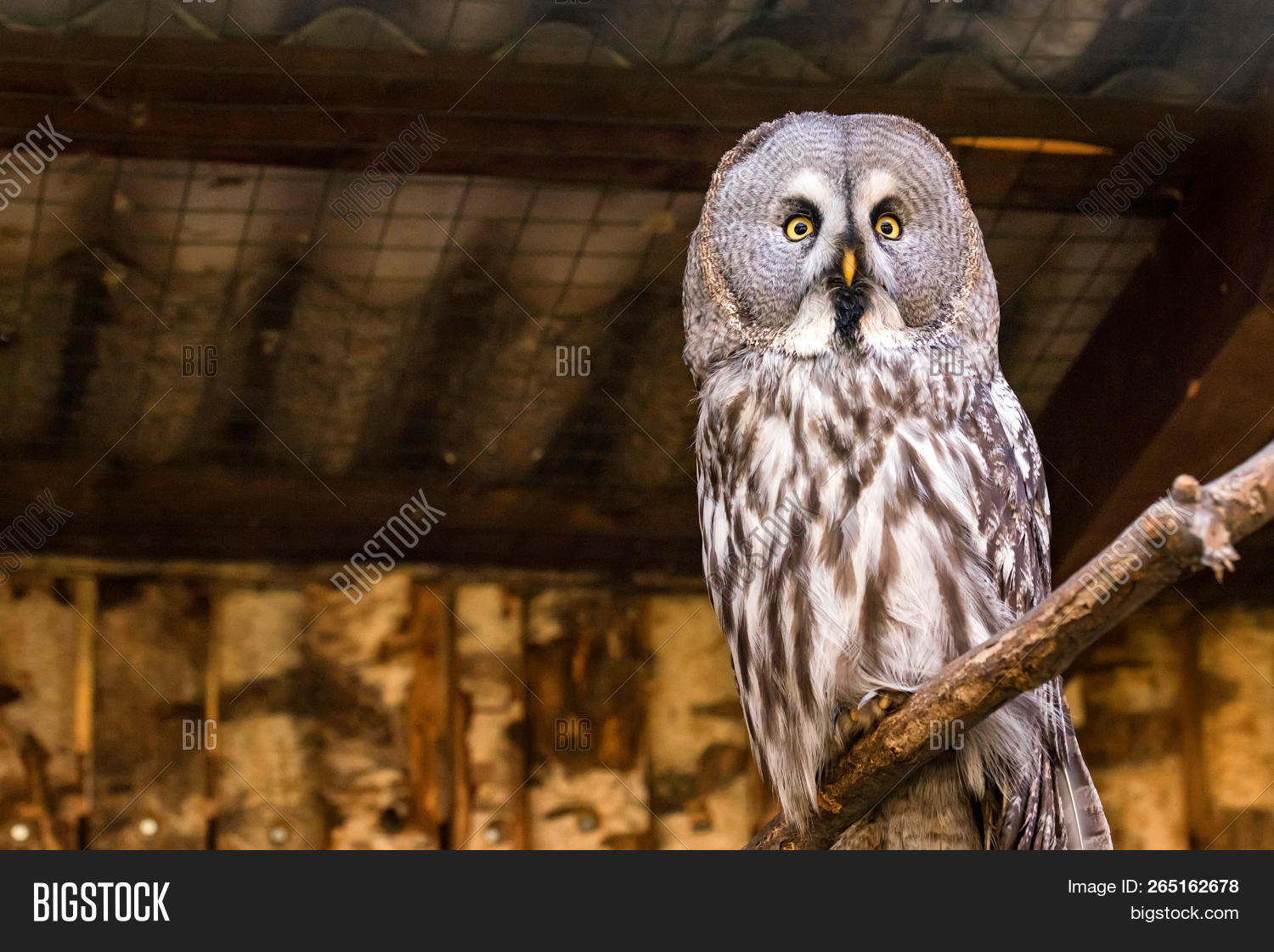 Great Grey Owl Strix Image & Photo (Free Trial) | Bigstock