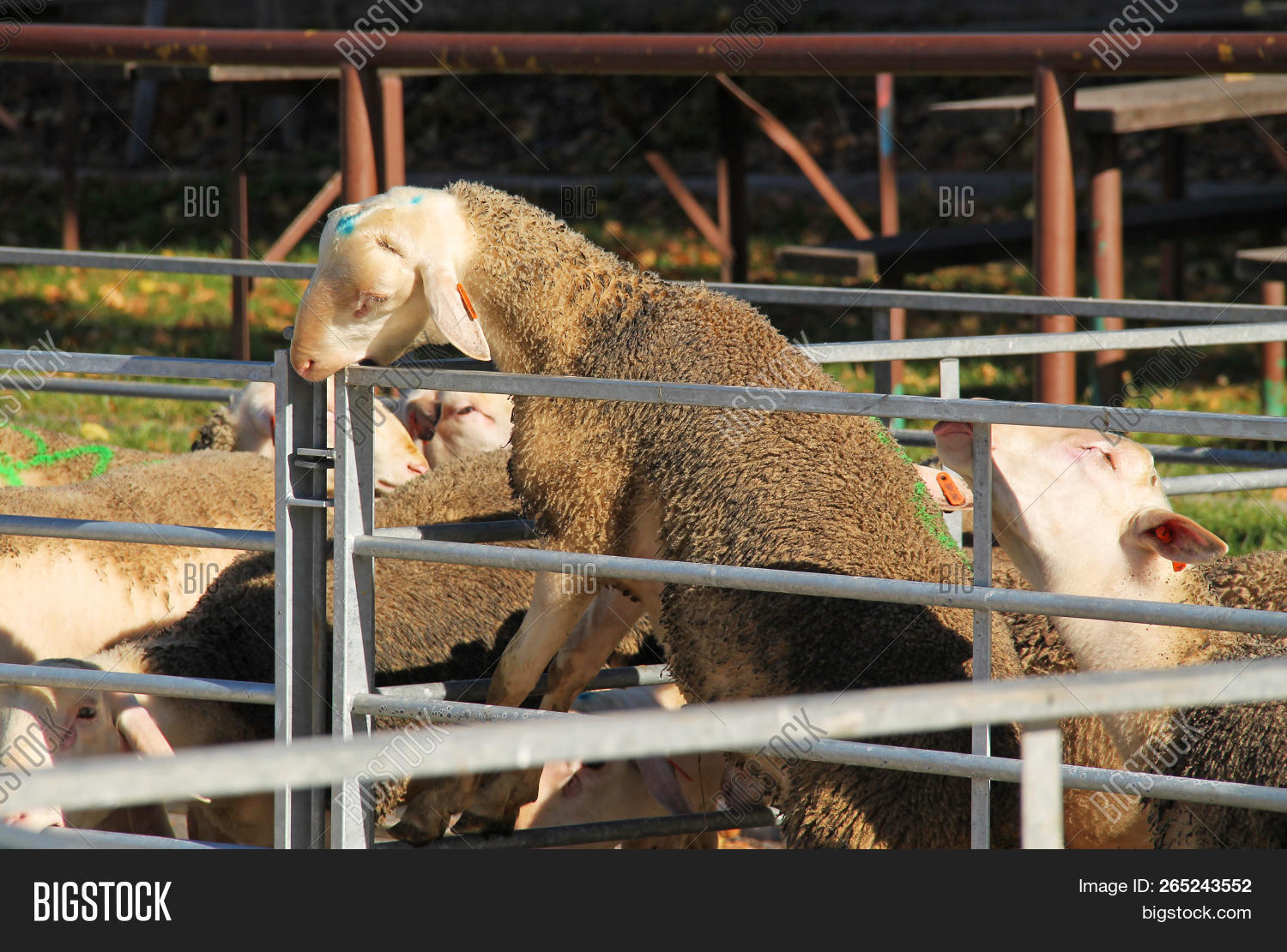 Bored Lacaune Sheep Image & Photo (Free Trial) | Bigstock