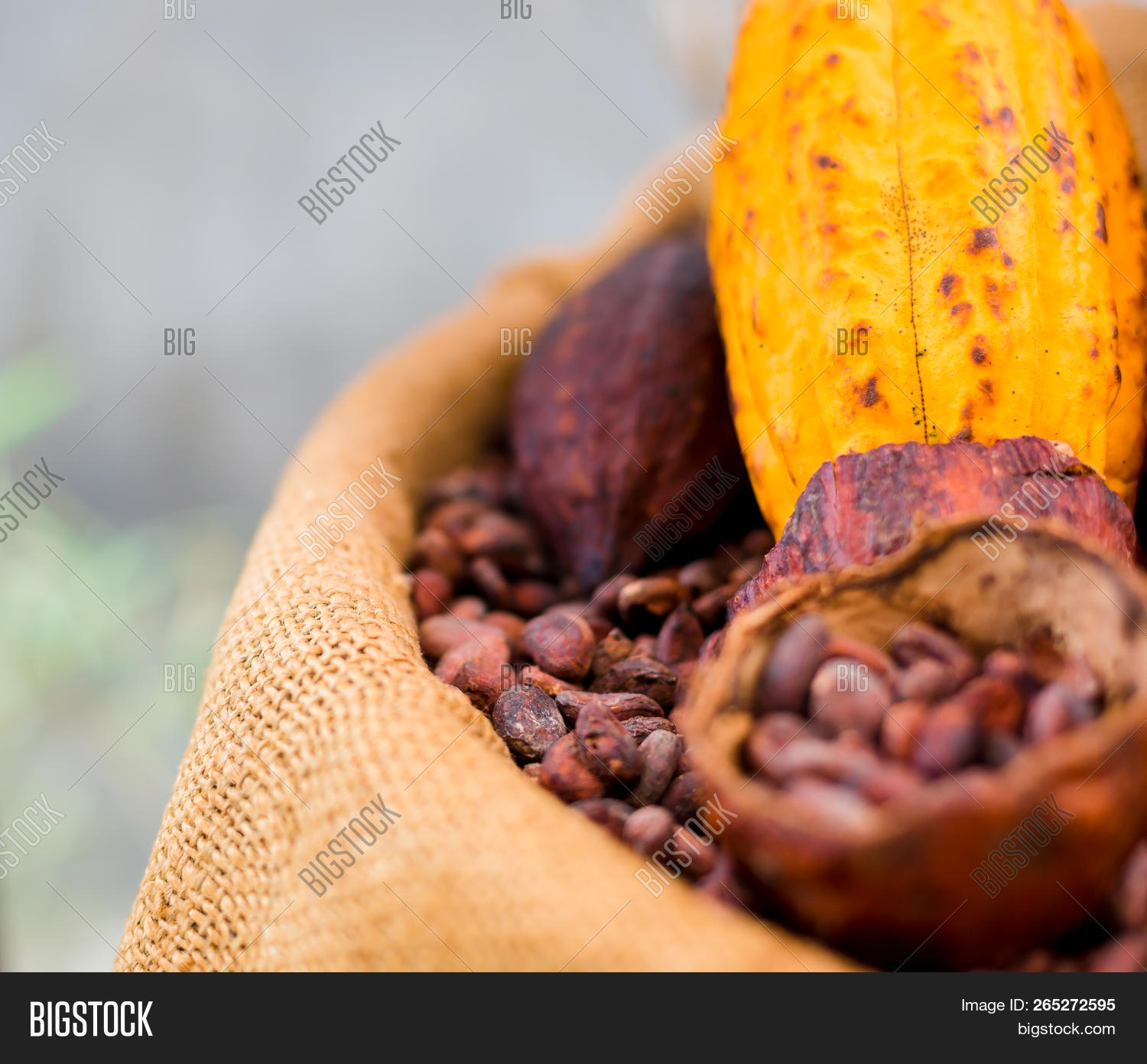 Cocoa Beans Cocoa Image & Photo (Free Trial) | Bigstock