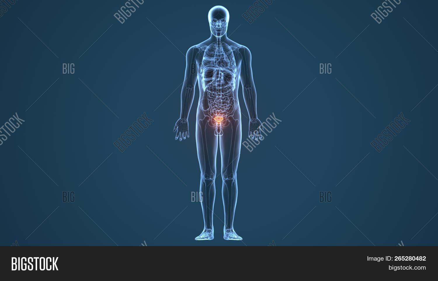 Imagen y foto 3d Illustration (prueba gratis) | Bigstock