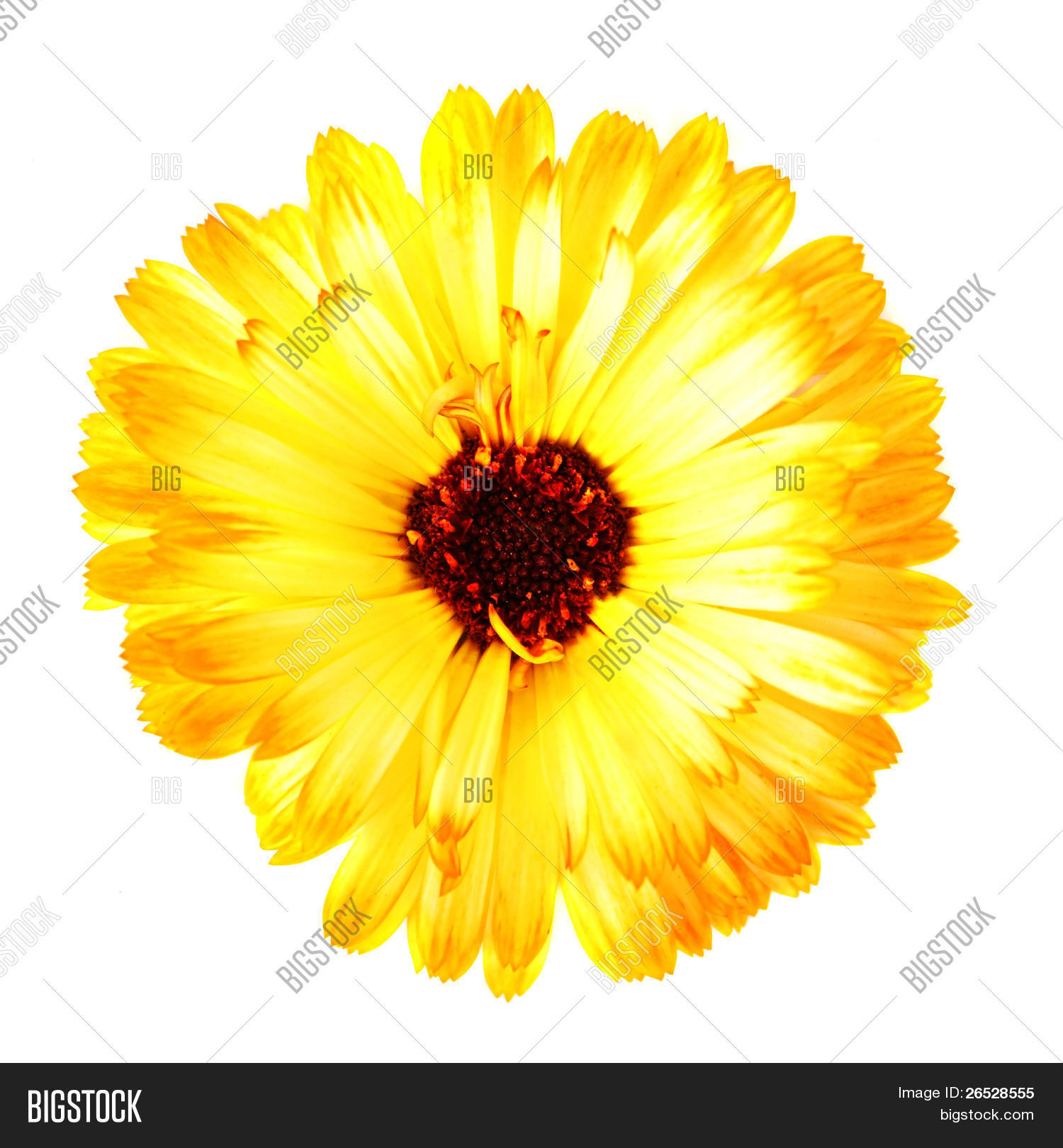 Calendula Flower Image & Photo (Free Trial) | Bigstock