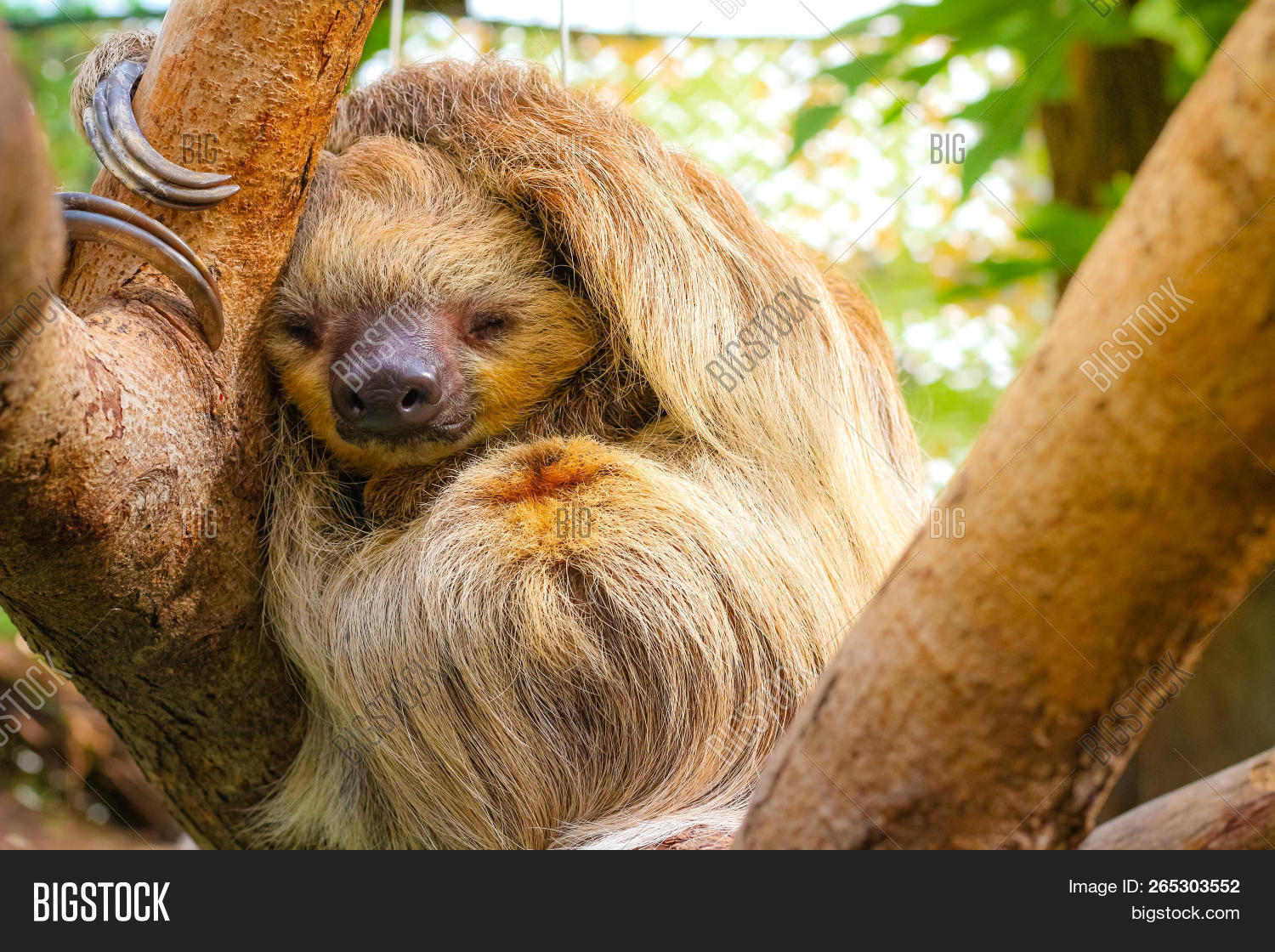 Cute Furry Sloth Image & Photo (Free Trial) | Bigstock