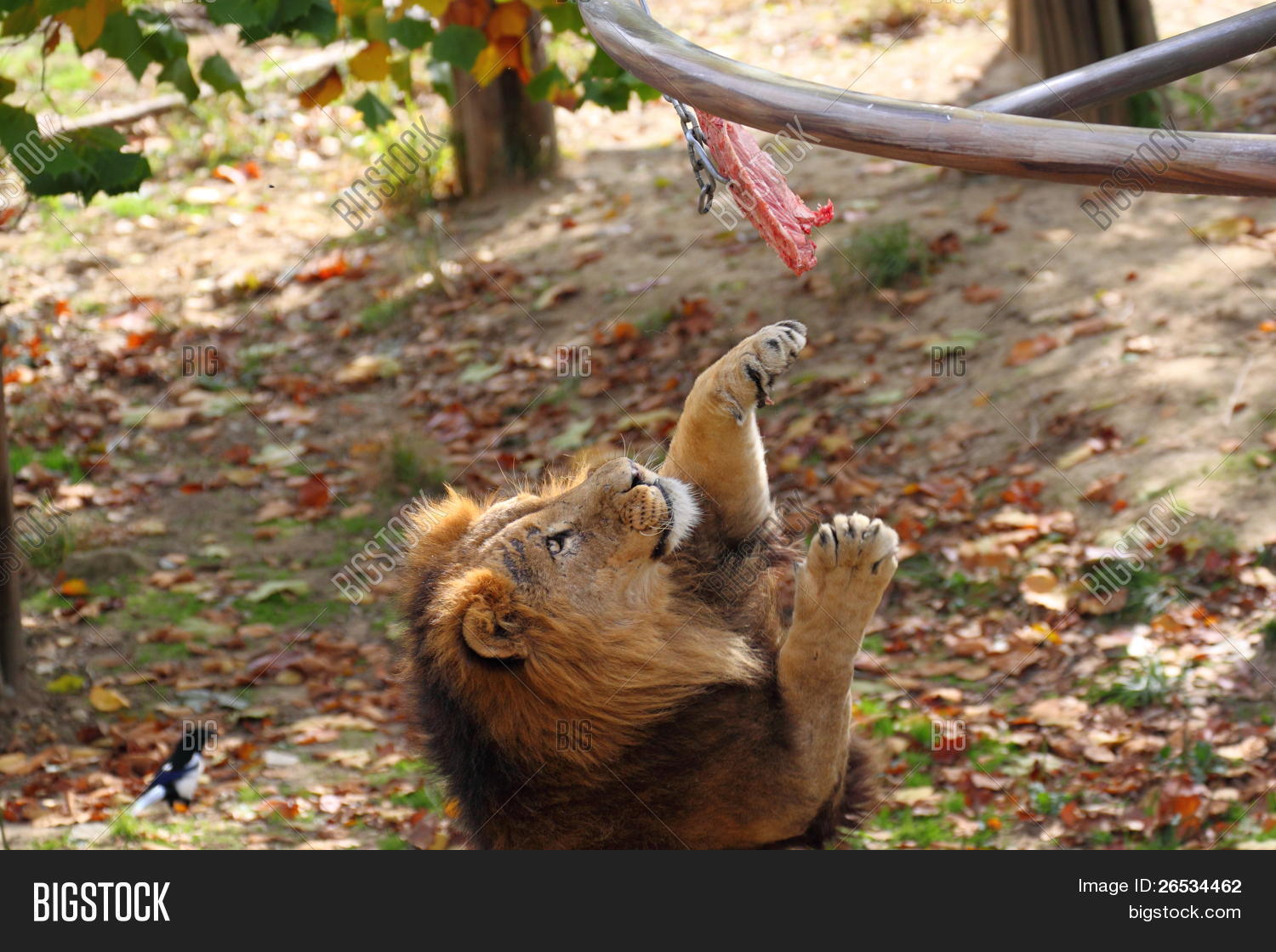 Lion Catching Raw Meat Image & Photo (Free Trial) | Bigstock