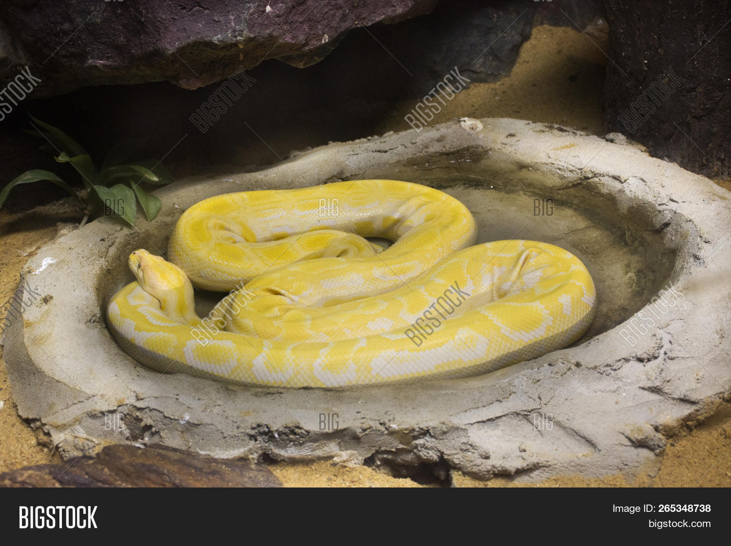 Reticulated Python Image & Photo (Free Trial) | Bigstock