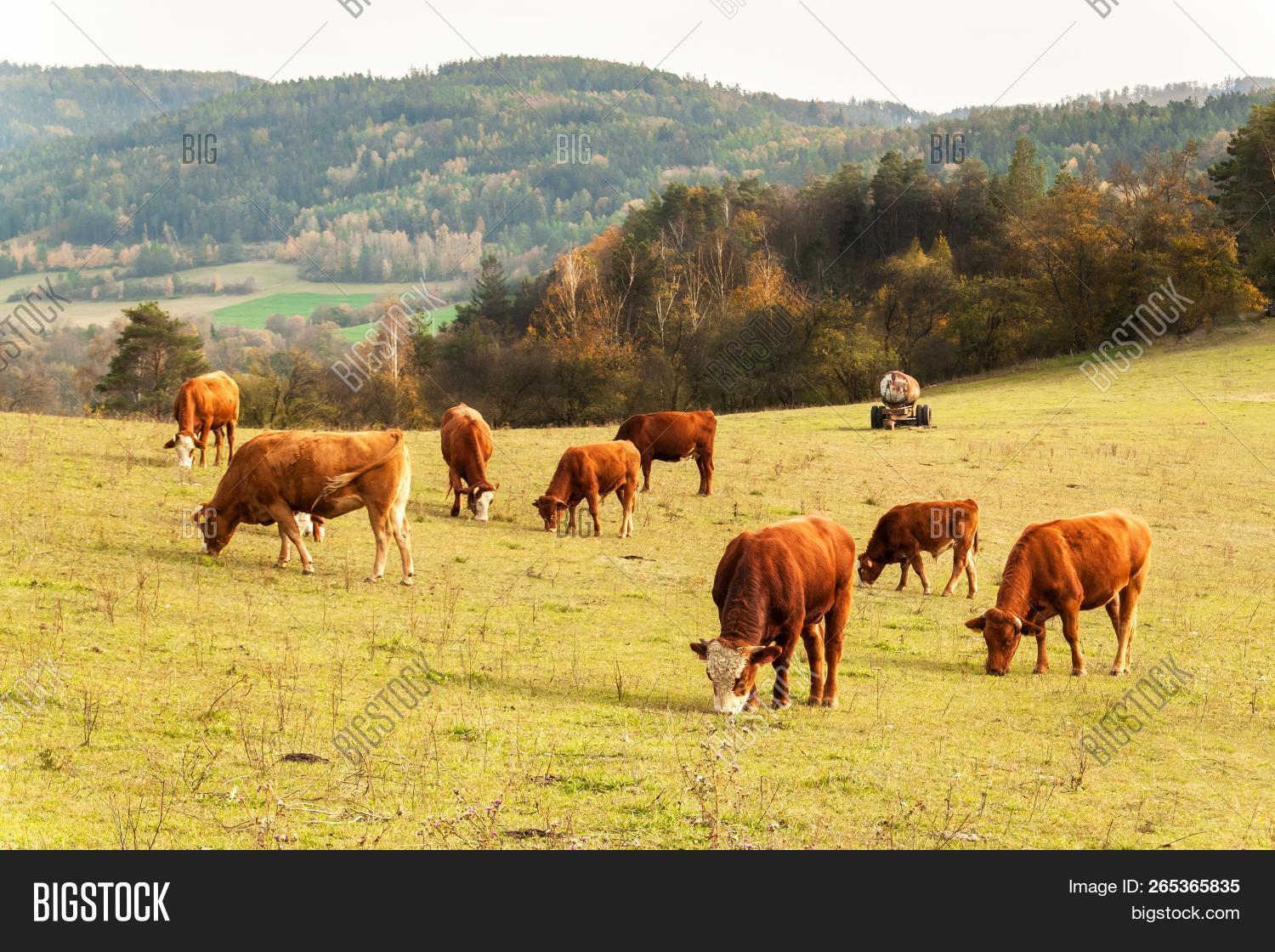 Cows On Autumn Pasture Image & Photo (Free Trial) | Bigstock
