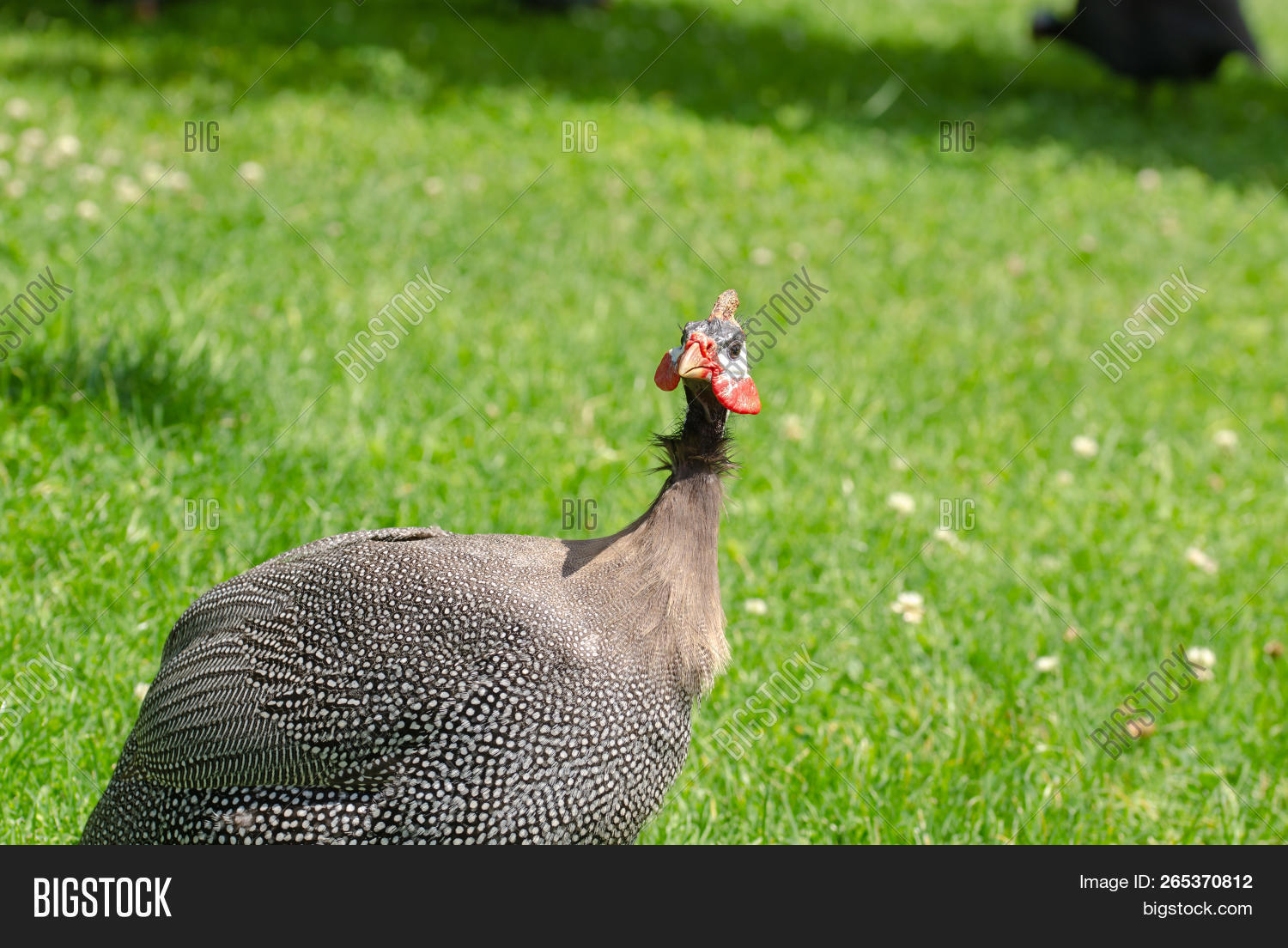 Helmeted Guinea Fowl Image & Photo (Free Trial) | Bigstock